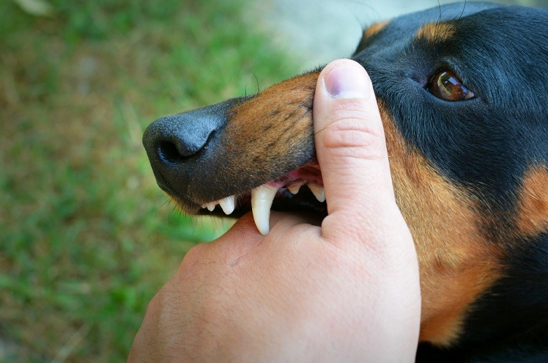 The 10 Most Common Injuries that Result from Dog Bites - Living Reels